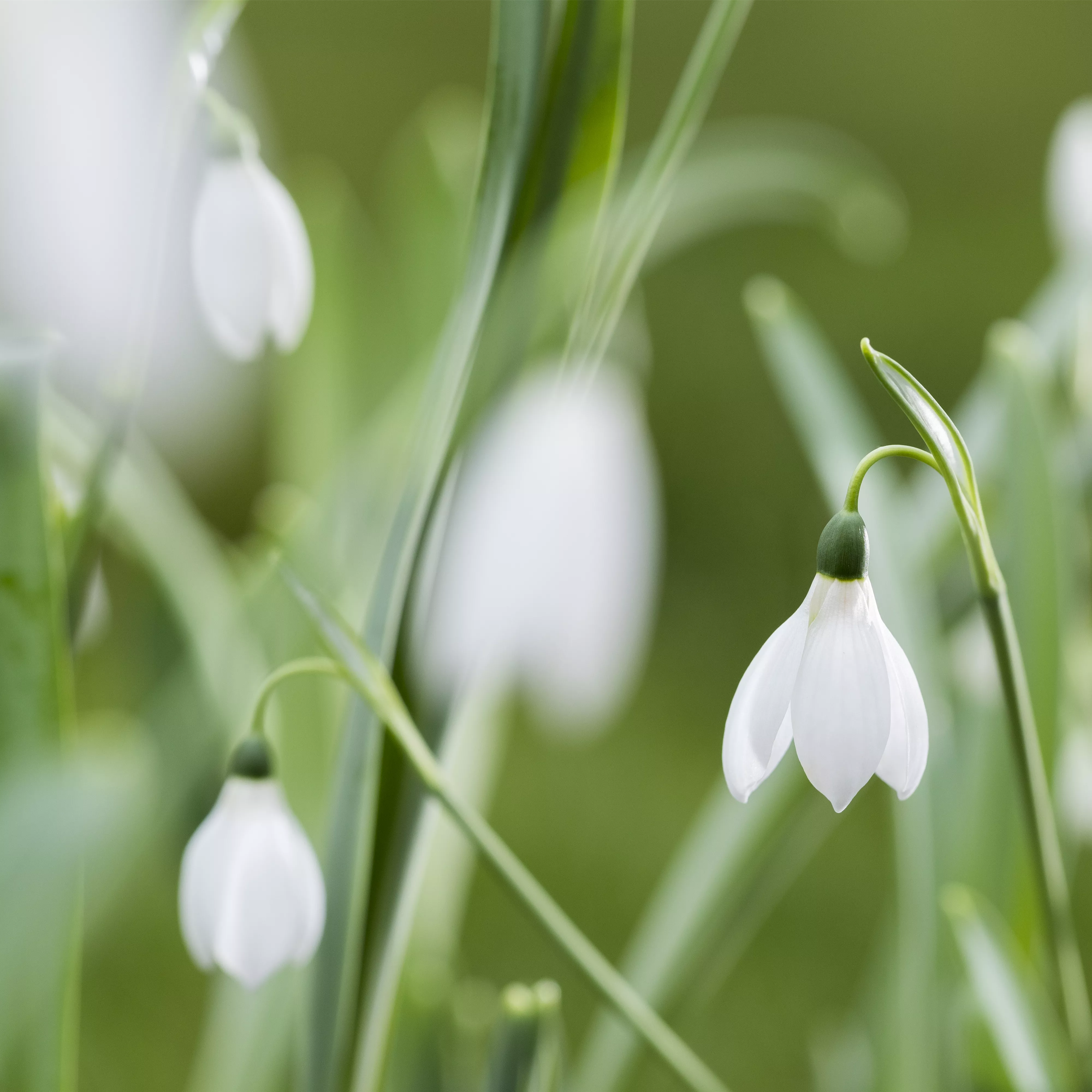 Schneeglöckchen richtig pflanzen - Blumenland Wiedmaier
