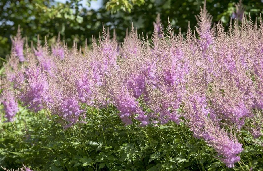 Staudengarten – Gestaltungshinweise - Blumenland Wiedmaier